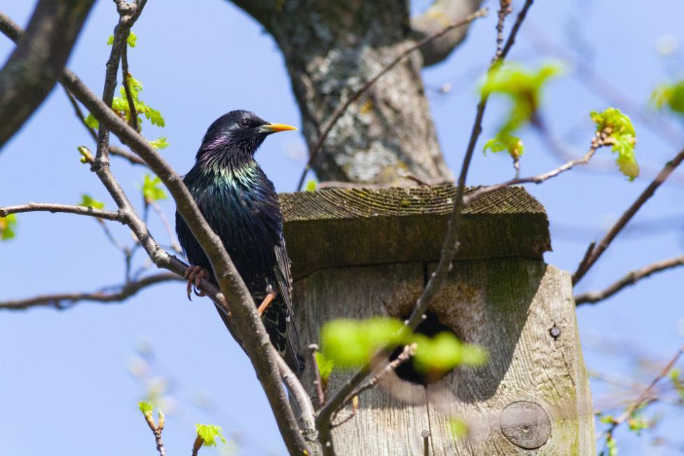 A zene világnapja - június 21. - Naptárak.com